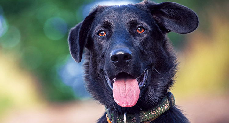 What to Expect at your Dogs Appointment | MISCA Specialty Vet | 97068