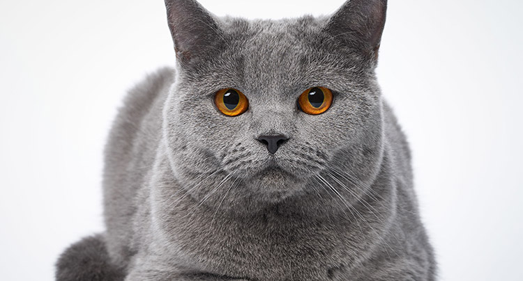 What to Expect at your Cats Appointment | MISCA Specialty Vet | 97068